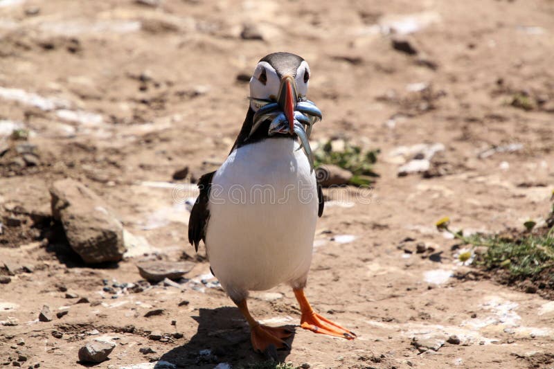 A View of an Atlantic Puffin Stock Image - Image of island, waterbird ...