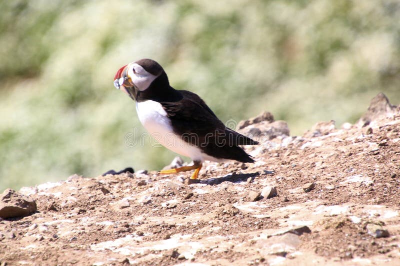 A View of an Atlantic Puffin Stock Photo - Image of wildlife, atlantic ...