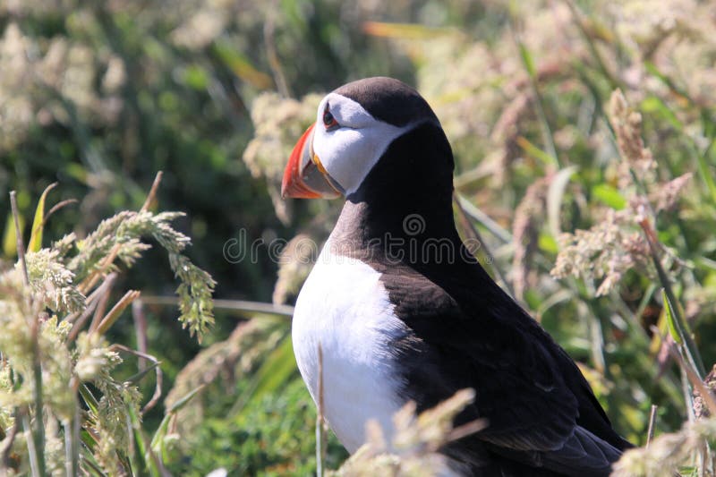 A View of an Atlantic Puffin Stock Image - Image of puffin, shorebird ...