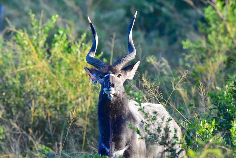Njala stock image. Image of reflection, river, alertness - 1424111