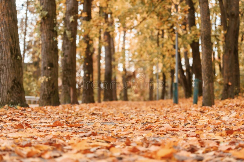 View of the Autumn Forest with Trees and Fallen Leaves on the Ground ...