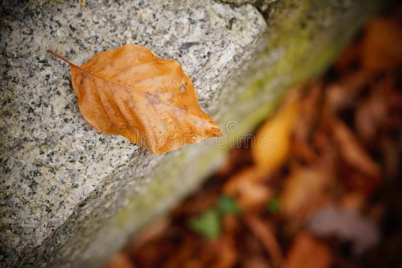 View of an Autumn Leaf at the Edge of a Stone Fence - Fall Season ...