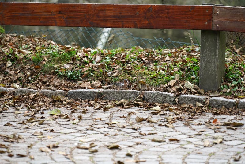 View of Autumn Leaves on the Side of the Pathway of a Park Stock Image ...