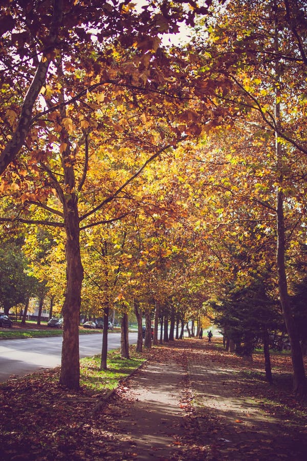 Small Pathway in the Nature Stock Image - Image of small, path: 97761411