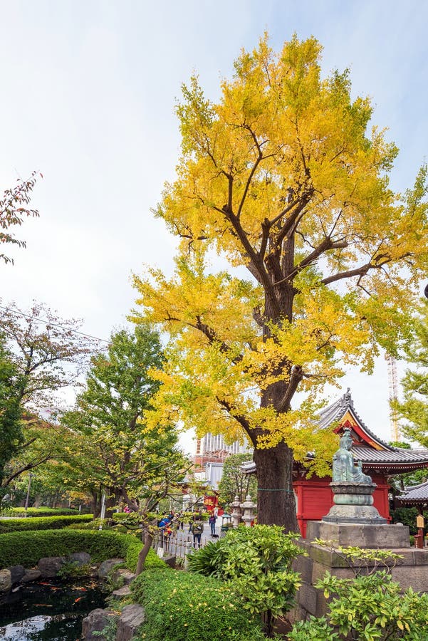 View of the Autumn Tree in the Park, Tokyo, Japan. Vertical. Stock ...