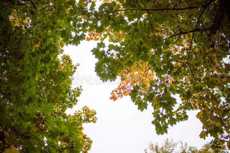 View of Autumn Trees from Below Stock Image - Image of bright, branches ...
