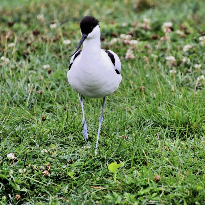 A view of an Avocet stock photo. Image of merganser - 160855588