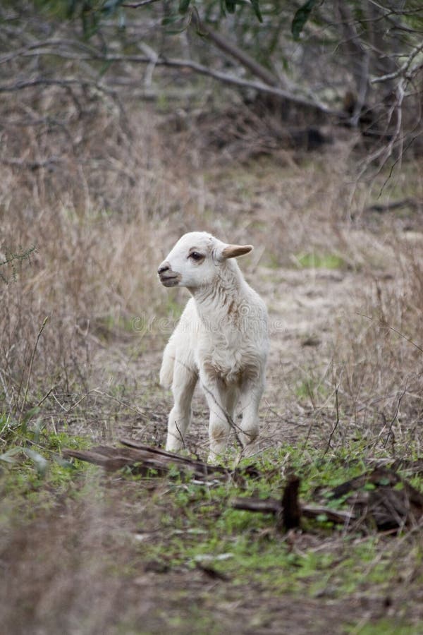 Young sheep stock image. Image of farming, young, branch - 105941943