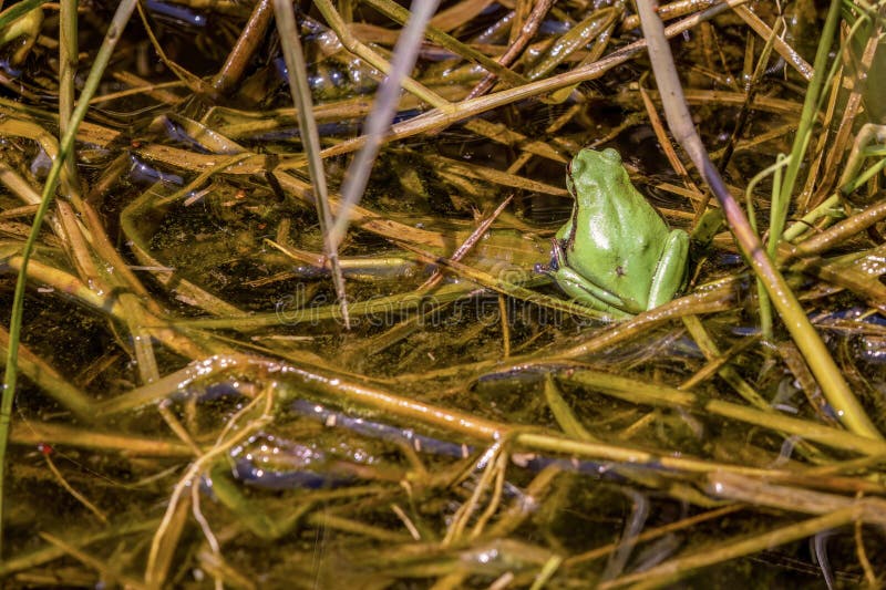201 Frog Back View Stock Photos - Free & Royalty-Free Stock Photos from ...