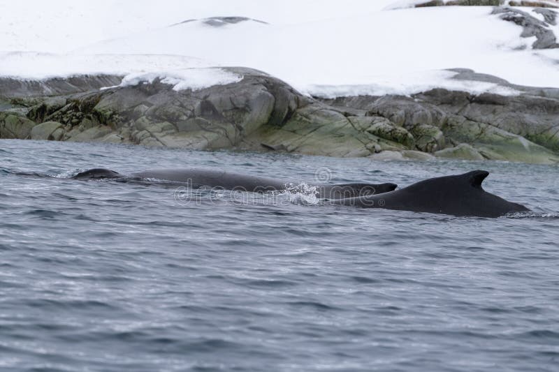 View of the Back of Humpback Whale in the Southern Ocean Stock Photo ...