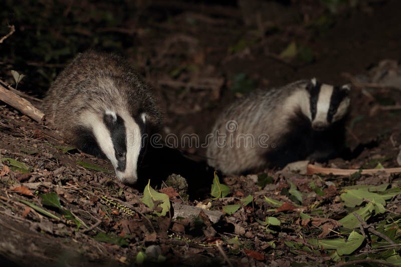 Badger at night. stock photo. Image of animals, dark - 244196134