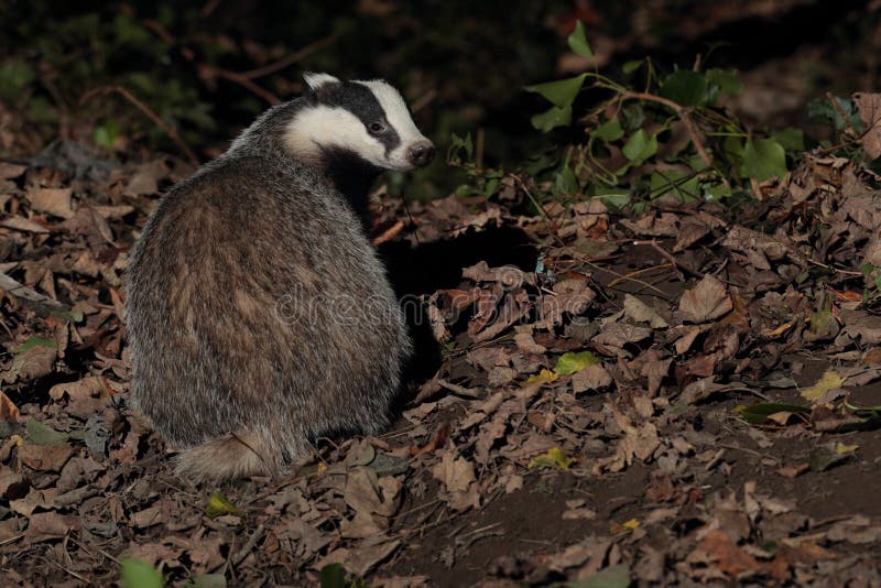 Badger at night. stock photo. Image of background, animal - 237319576
