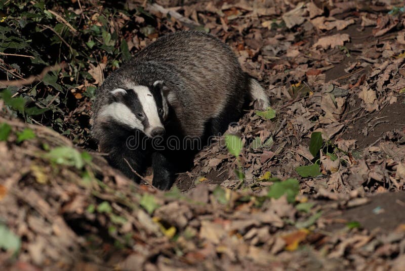 Badger at night. stock image. Image of background, profile - 237319573