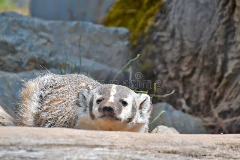A View of Badger Playing on the Ground. Stock Photo - Image of outdoor ...
