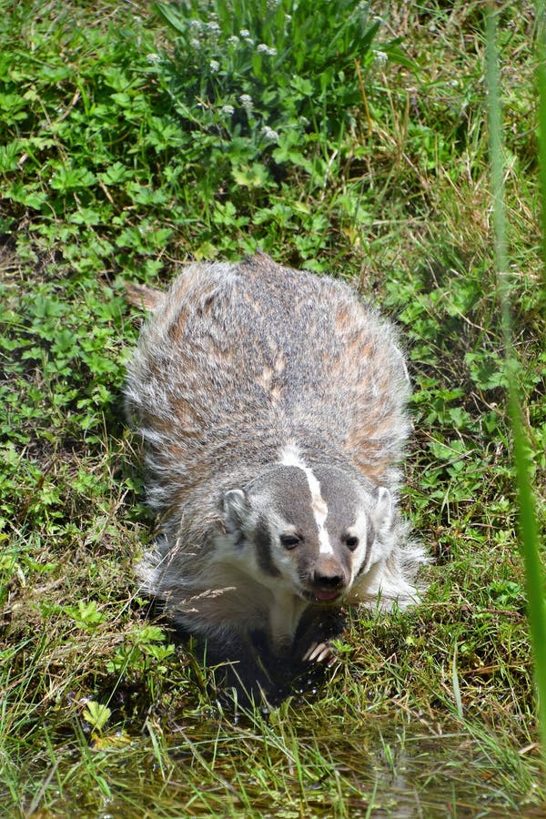 Badger Cave Stock Photos - Free & Royalty-Free Stock Photos from Dreamstime
