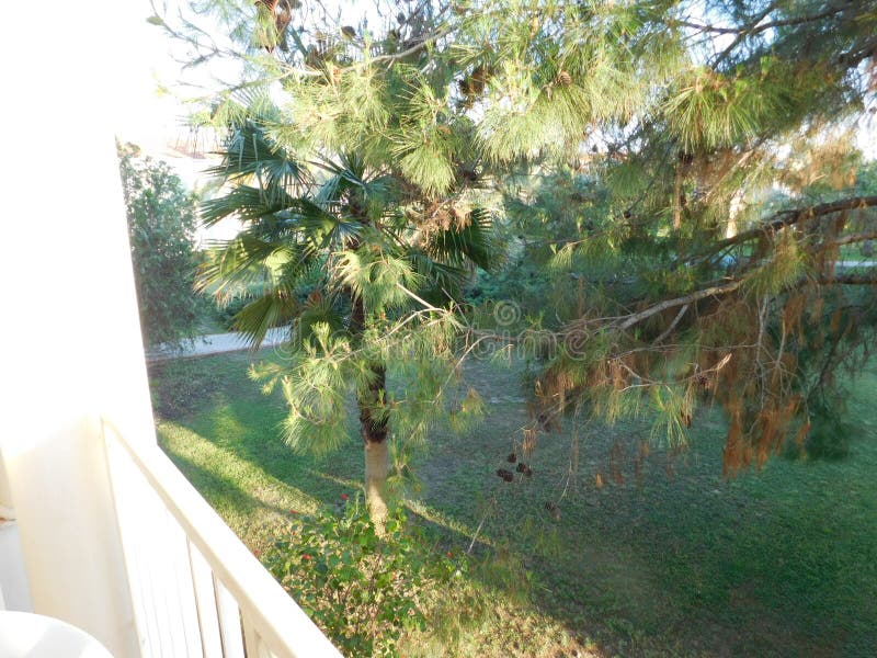 View from the Balcony on the Green Branches of a Pine Tree Stock Photo ...
