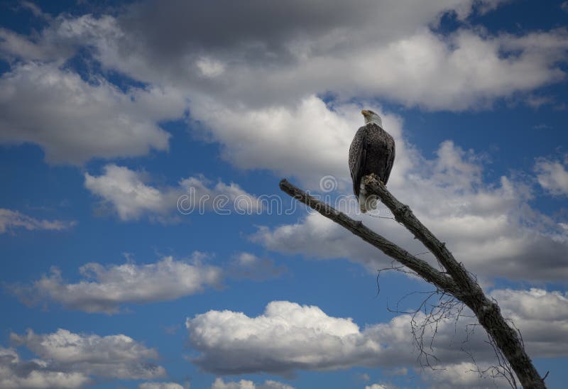 View of a Bald Eagle Sitting on a Branch Looking Over the Land Stock ...