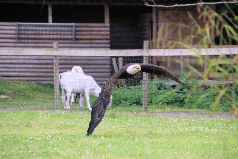 A view of a Bald Eagle stock image. Image of summer - 282798669