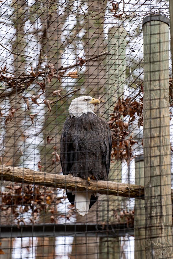View of Bald Eagle at the Toronto Zoo Stock Photo - Image of safari ...