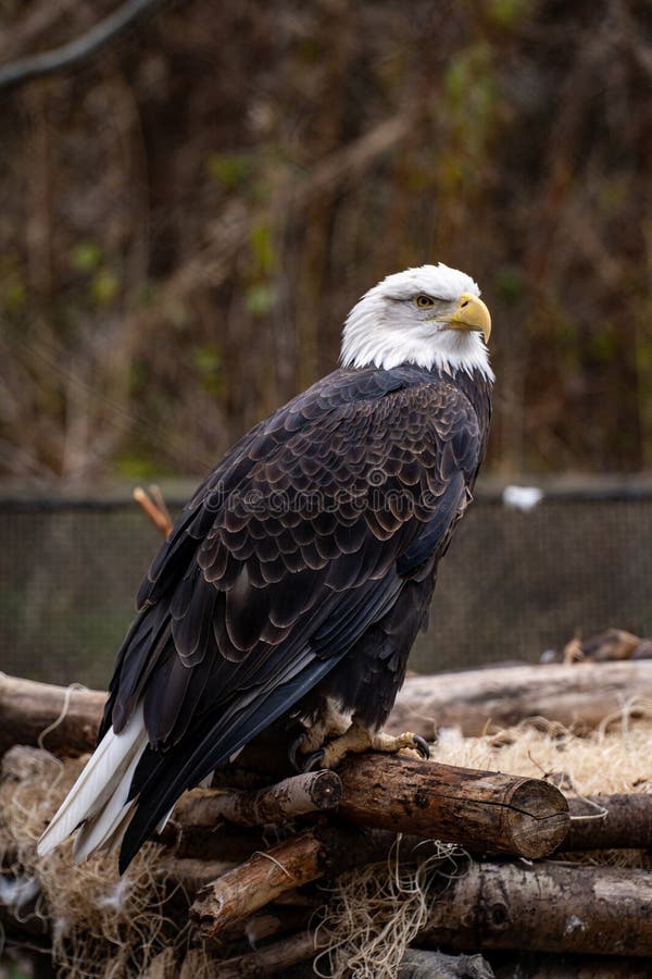 View of Bald Eagle at the Toronto Zoo Stock Image - Image of tourist ...