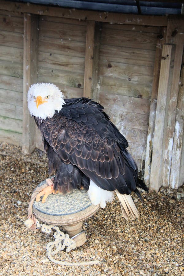 A view of a Bald Eagle stock image. Image of cold, bird - 267237419