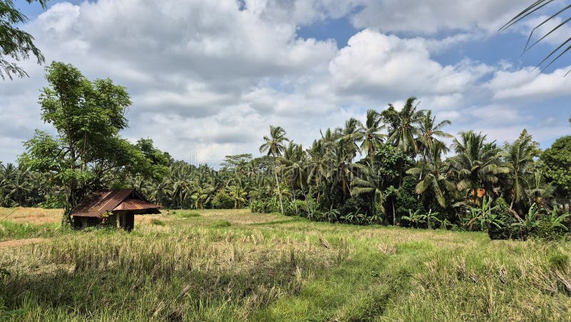 View on Bali Rice Fields, Campuhan Ridge. Stock Photo - Image of bali ...