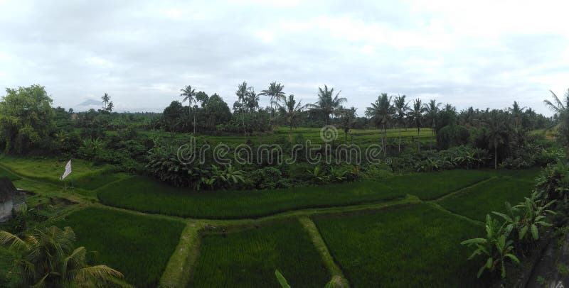 View of bali rice fields stock photo. Image of lawn - 215039112
