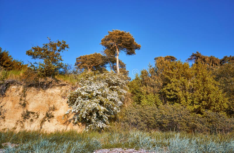 View of Baltic Cliff with Small Trees and Shrubs Stock Image - Image of ...