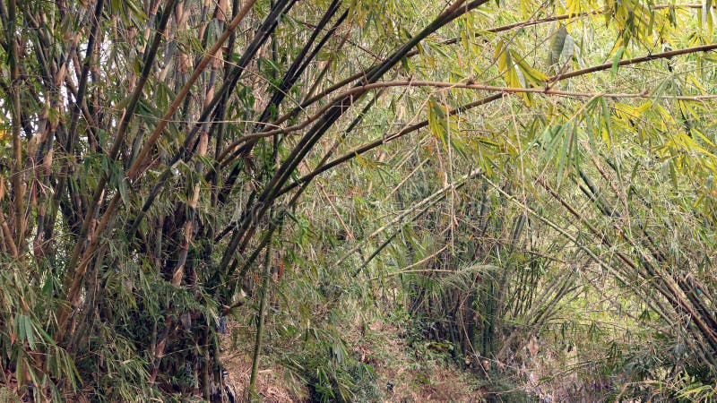 View of Bamboo in the Forests of Java Stock Image - Image of ...