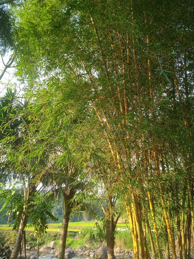 The View of Bamboo Trees on the River Bank Makes the Heart Calm Stock Photo - Image of view ...