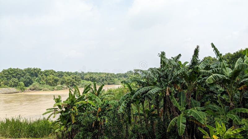 View of Banana Trees on the Edge of a Tropical River Stock Photo ...
