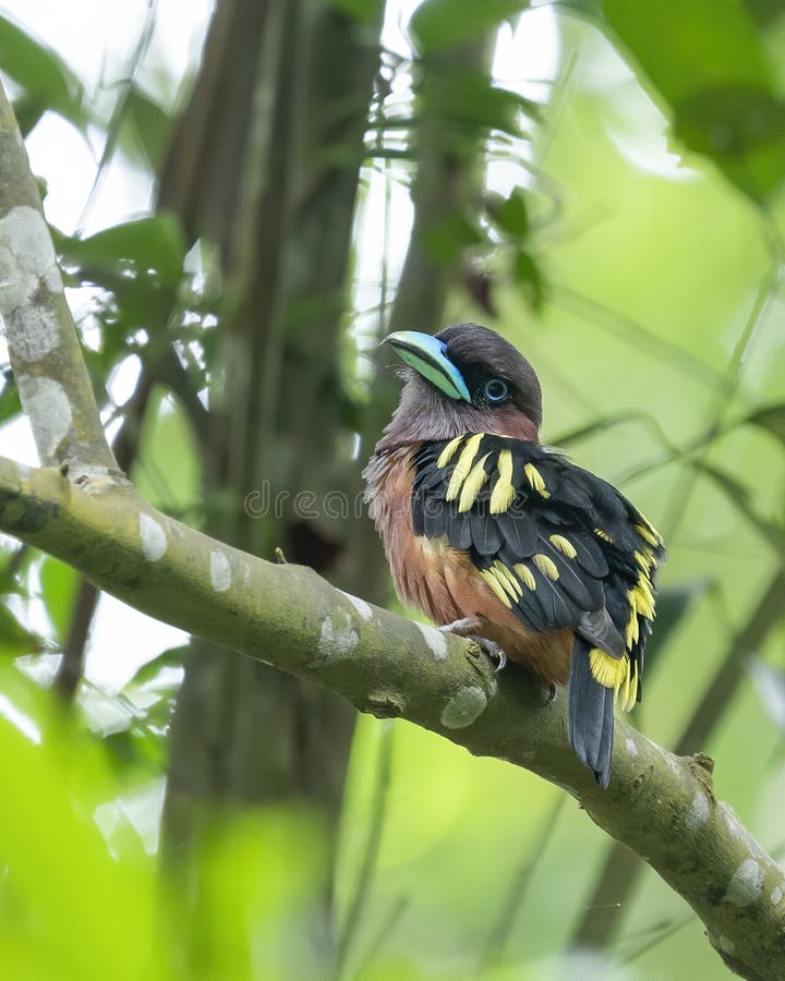 Banded Broadbill Perching Eye Level on Tree Branch Stock Photo - Image ...