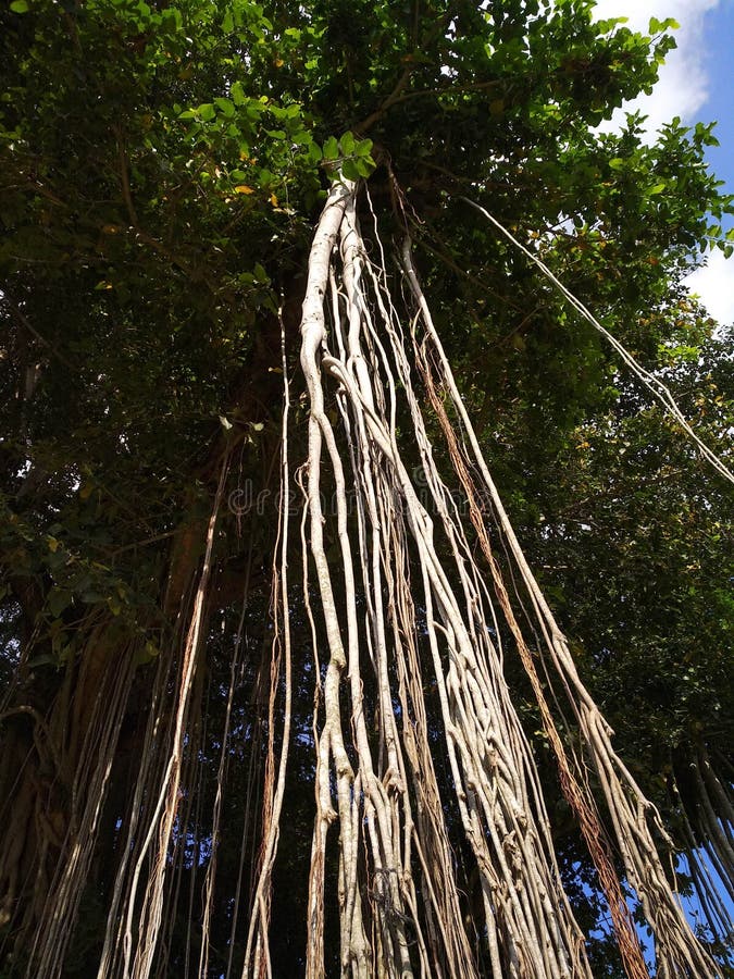 View of Banyan trees stock image. Image of banyan, tree - 194639969