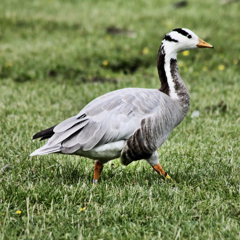 A View of a Bar Headed Goose Stock Image - Image of headed, nature ...