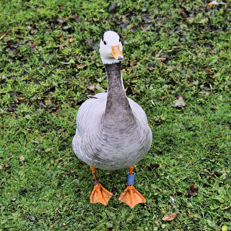 A View of a Bar Headed Goose Stock Image - Image of headed, nature ...