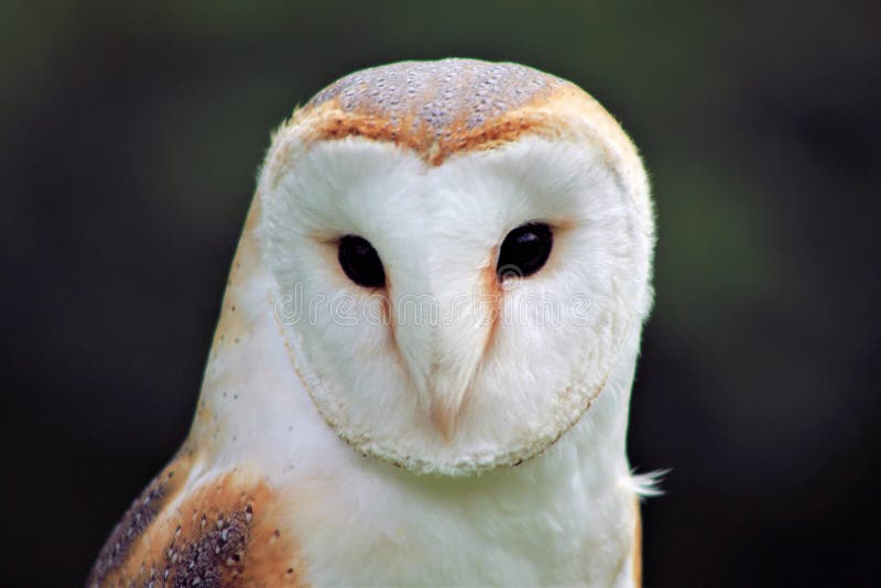 Barn owl looking at camera stock photo. Image of white - 159559564