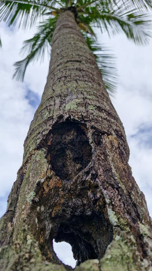View of the Base of a Coconut Tree with the Trunk with Cavities ...