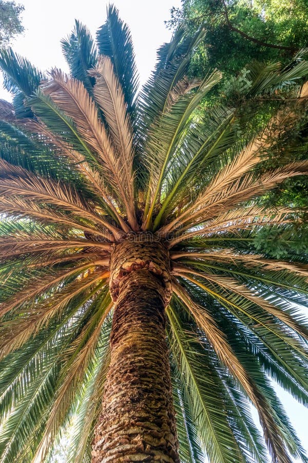 View of the Base of a Palm Tree Stock Image - Image of aging, belmont ...