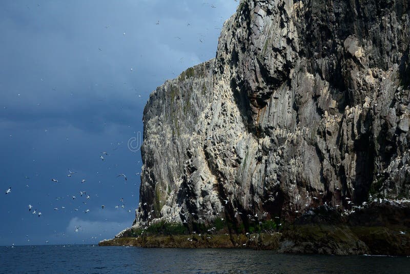 Bass Rock, Scotland stock image. Image of colony, feather - 96712407