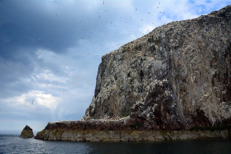 Bass Rock, Scotland stock photo. Image of lothian, bird - 96712546