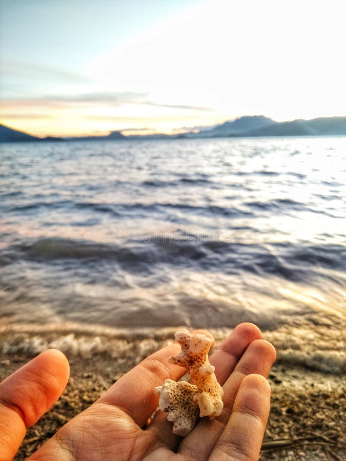 View of the Beach at Dusk, Holding Tiny White Corals Stock Image ...