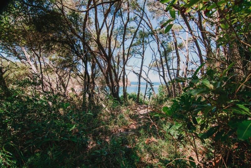 View of the Beach through the Forest Trees. Stock Photo - Image of ...