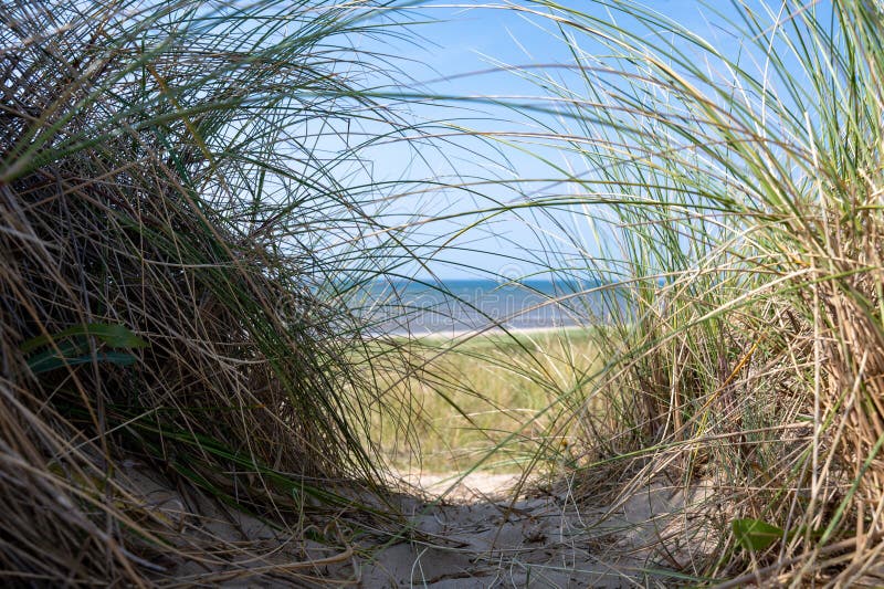 View through Beach Grass To the Sea Stock Image - Image of dunes, sand: 369245271
