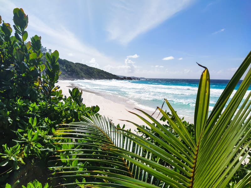 View of the Beach and Ocean from Jungle Stock Photo - Image of white ...