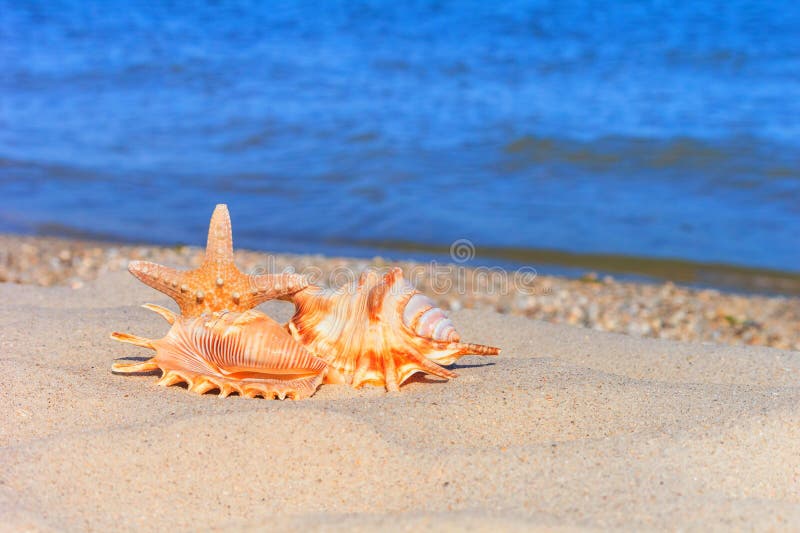 View of a Beach with Seashell and Starfish on the Sand Under the Hot ...