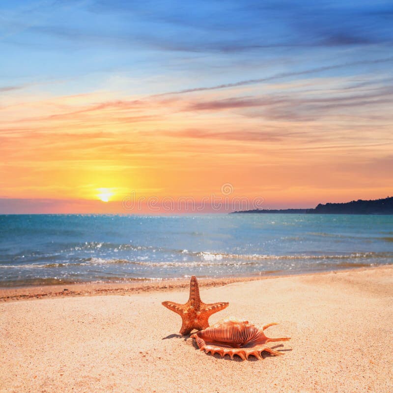 View of a Beach with Starfish and Seashell on the Sand at Sunset ...