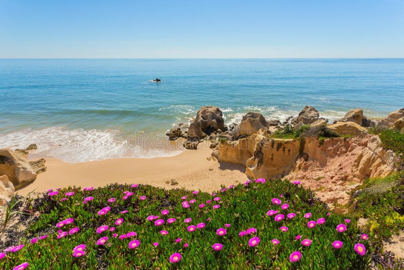 3,285 Spring Flowers Sunny Beach Landscape Photo Stock Photos - Free ...