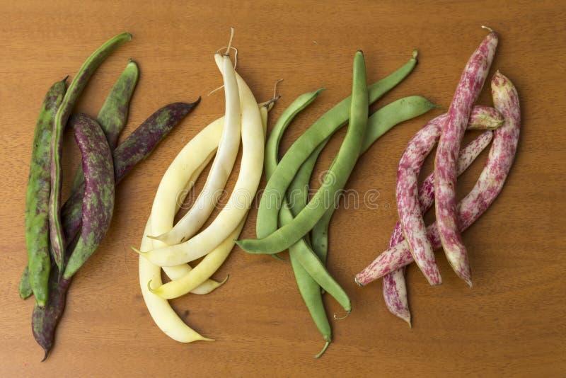 View of Bean Pods of Different Types and Colors Stock Image - Image of ...
