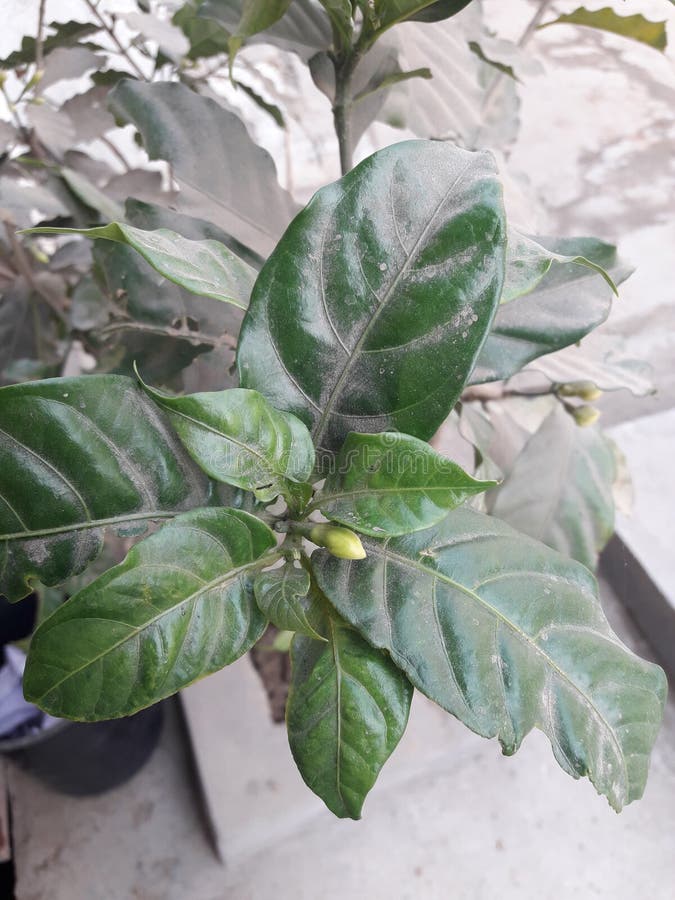 This is the Beautiful View of Bud of Chandni Tree . Stock Image - Image ...