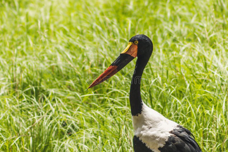 Addle Billed Stock Photos - Free & Royalty-Free Stock Photos from ...